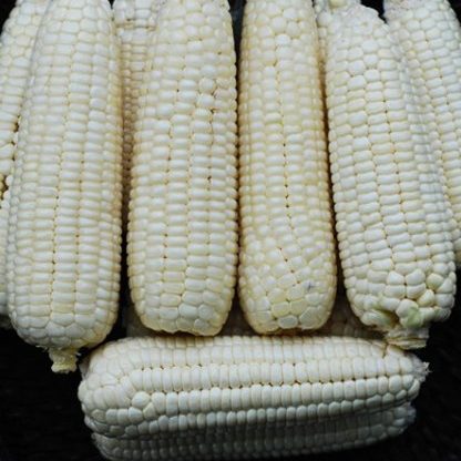 Lagkitan Waxy Corn – Allied Botanical Corporation