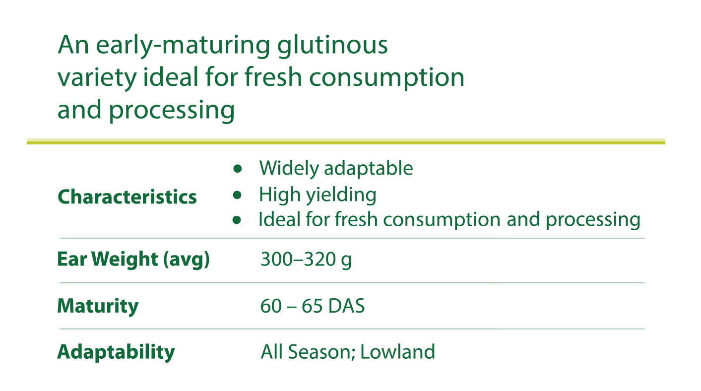 Lagkitan Waxy Corn – Allied Botanical Corporation