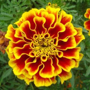 Marvelous Flame Marigold – Allied Botanical Corporation