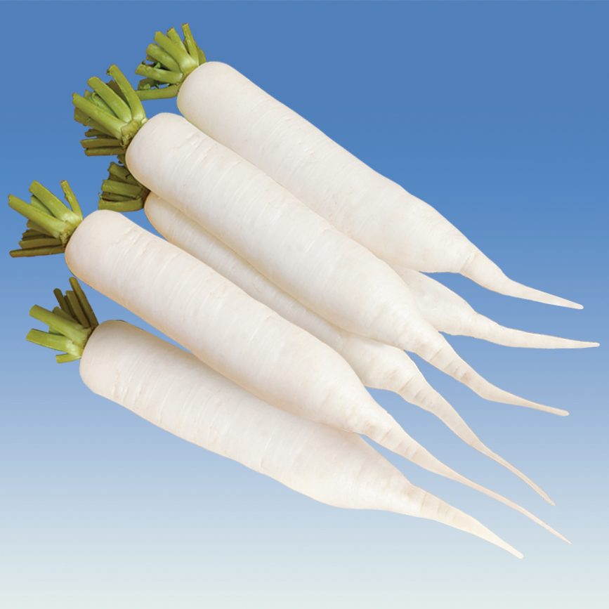 Radish – Allied Botanical Corporation