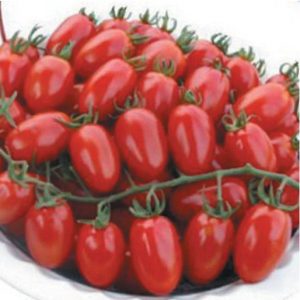 Red Plum F1 – Hybrid Cherry Tomato – Allied Botanical Corporation
