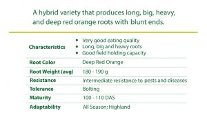 Sugarland F1 – Allied Botanical Corporation