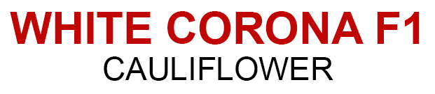 White Corona F1 Hybrid Cauliflower – Allied Botanical Corporation