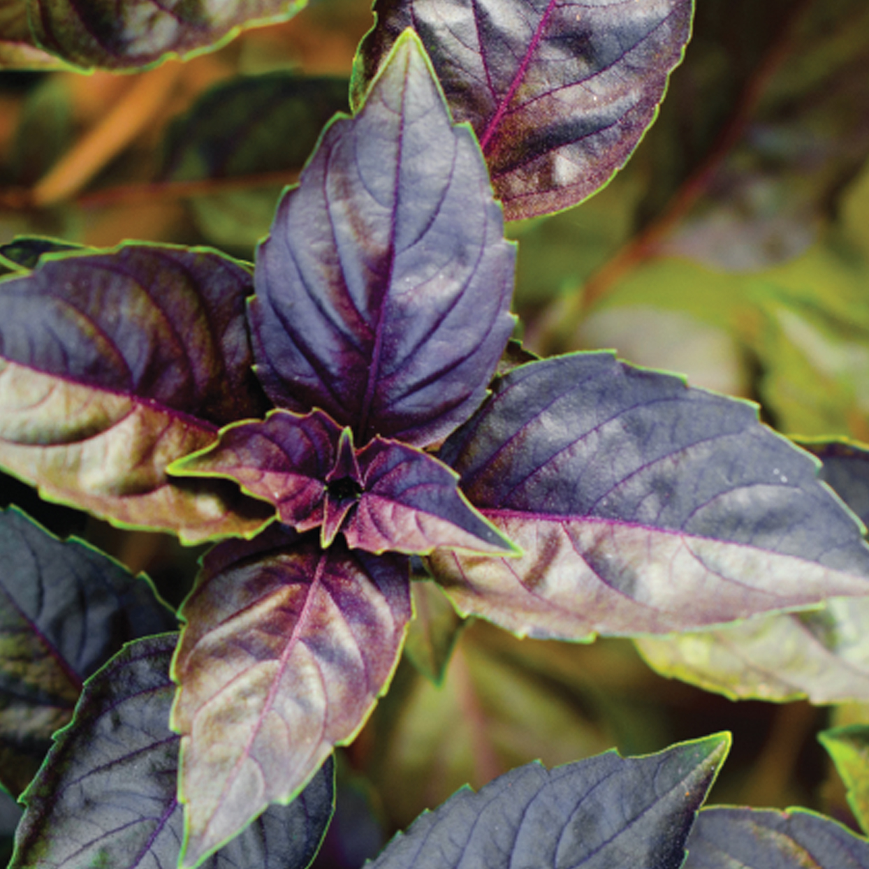 Basil – Allied Botanical Corporation